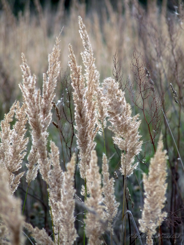 ROSTLINY a STROMY/Lucni traviny
